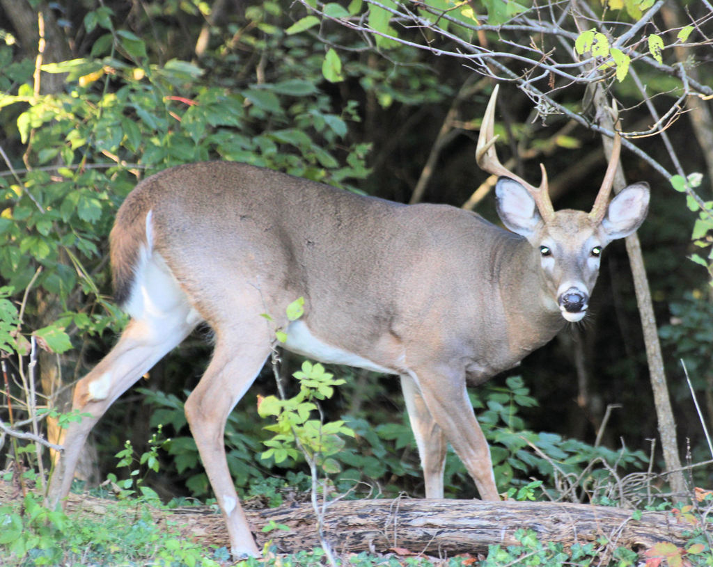 White-tailed Deer from Kingsport, TN, USA on October 3, 2020 at 02:55 ...