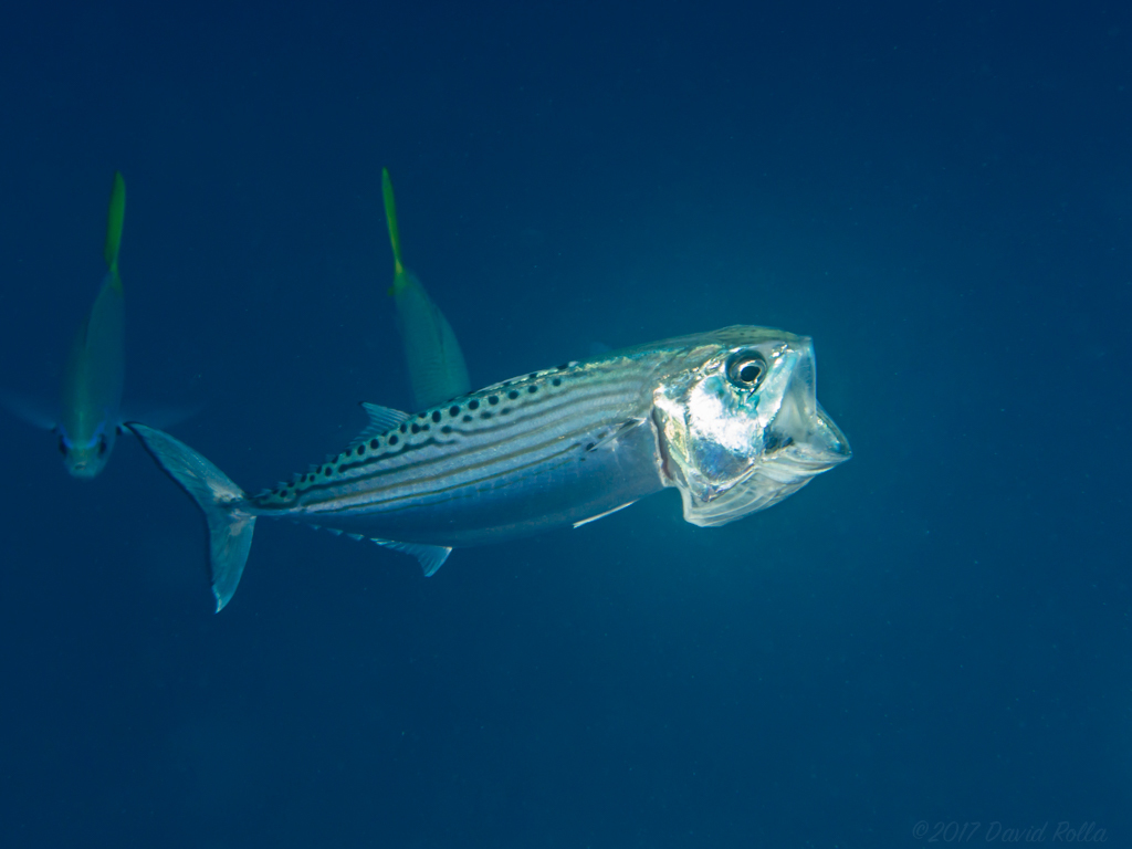Longjaw Mackerel (Rastrelliger kanagurta) - Marine Life Identification
