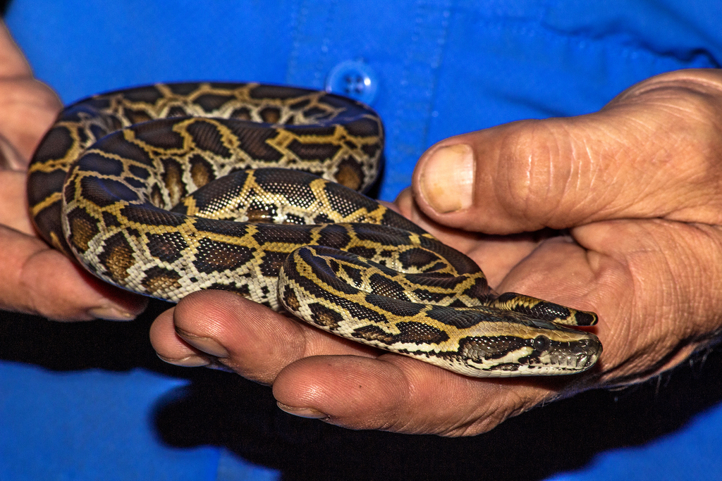 Burmese Python from Miami-Dade County, FL, USA on August 8, 2018 at 12: ...