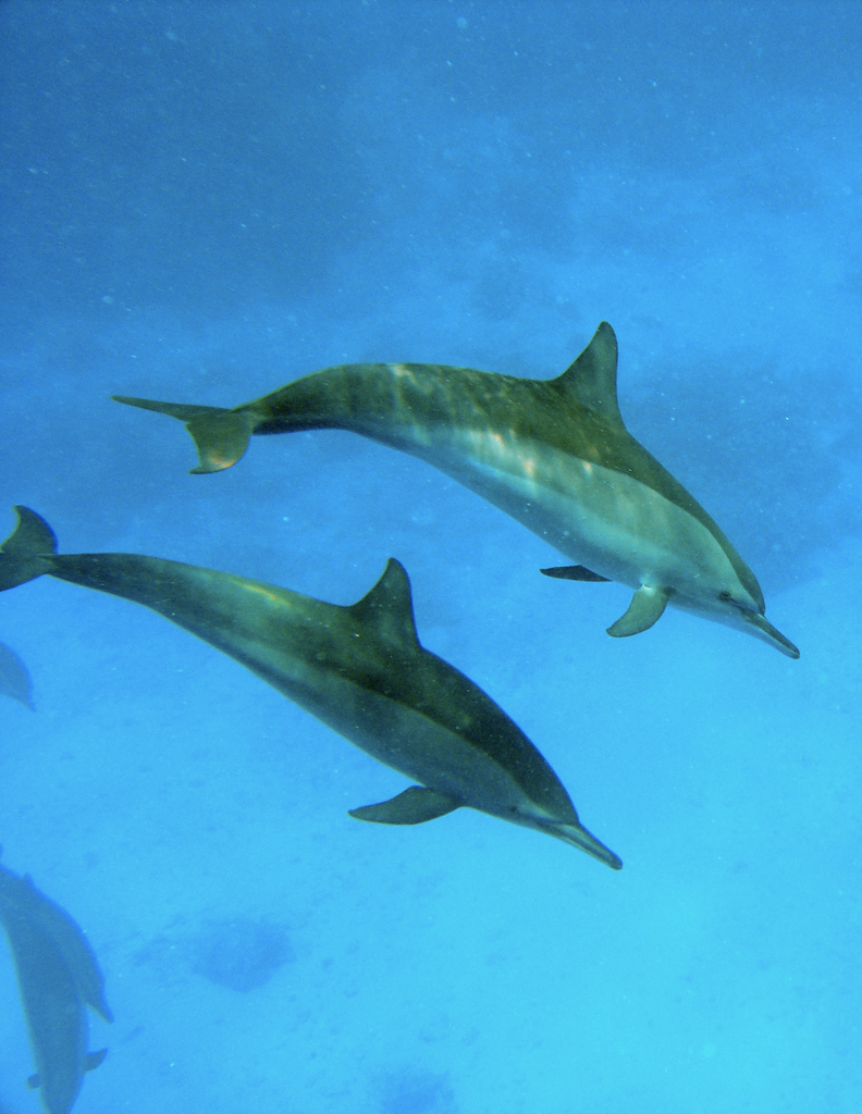Oceanic Dolphins (Delphinidae) - Marine Life Identification