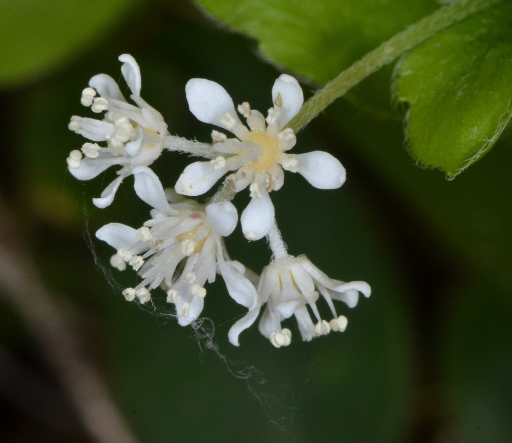 modesty (Whipplea modesta) - Botanical Realm
