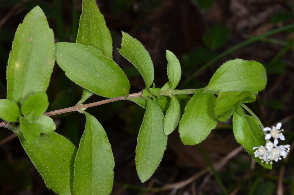 modesty (Whipplea modesta) - Botanical Realm