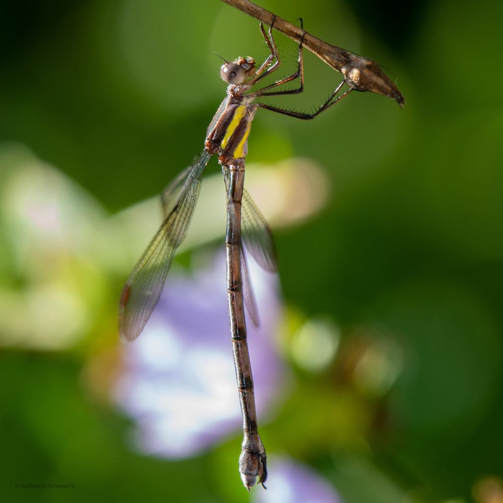 Great Spreadwing from Wyman Park, Baltimore, MD, USA on August 26, 2020 at 11:46 AM by Nathaniel ...