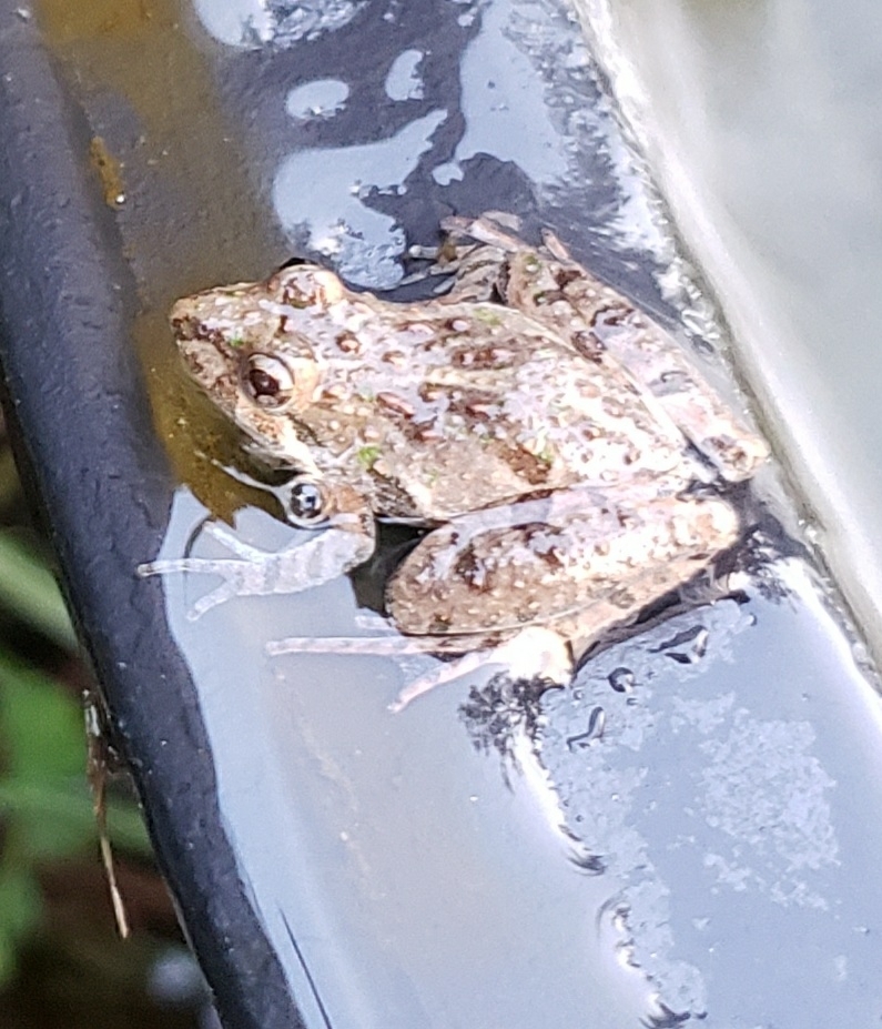 Southern Cricket Frog from Marianna, FL 32448, USA on October 3, 2020 ...