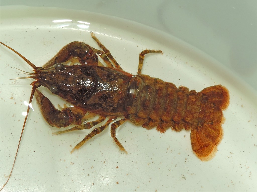 Spinycheek Crayfish from Cedarville State Forest on October 03, 2020 at ...
