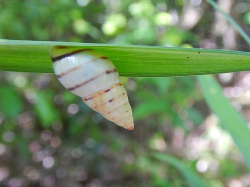 Mesembrinus tropicalis · iNaturalist