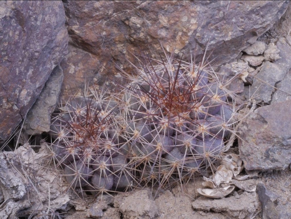 Copiapoa humilis tocopillana in October 2020 by Stefan · iNaturalist