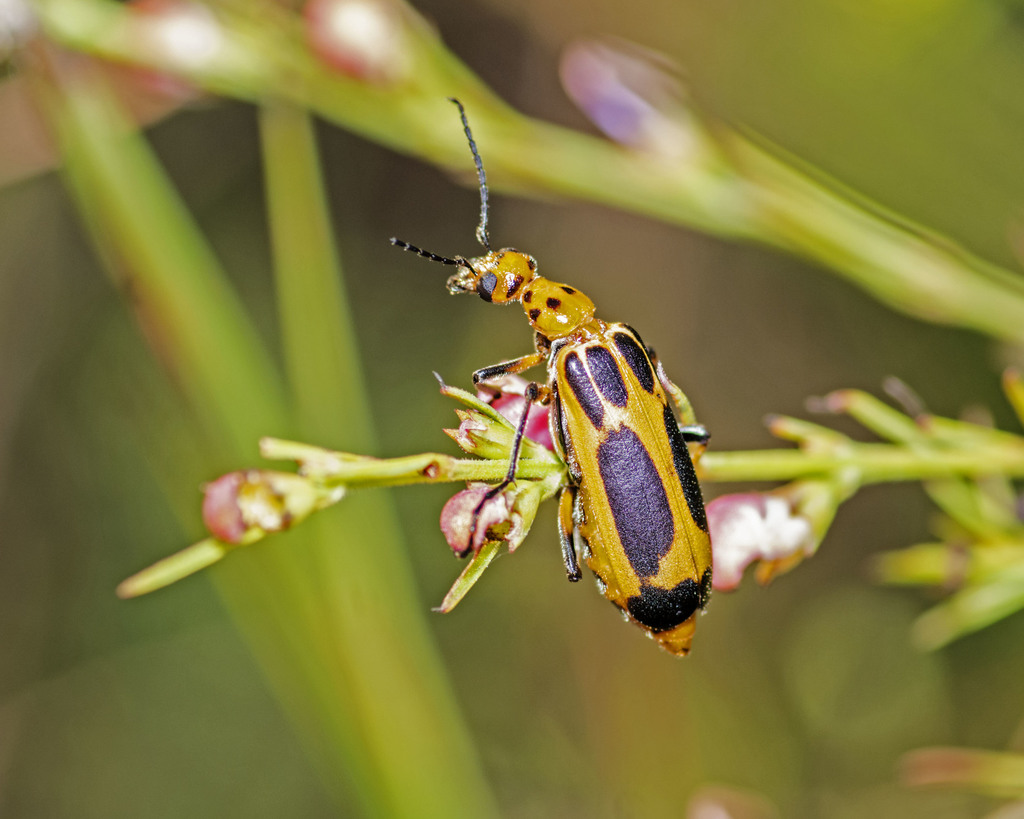 Pyrota in October 2020 by Lillie · iNaturalist