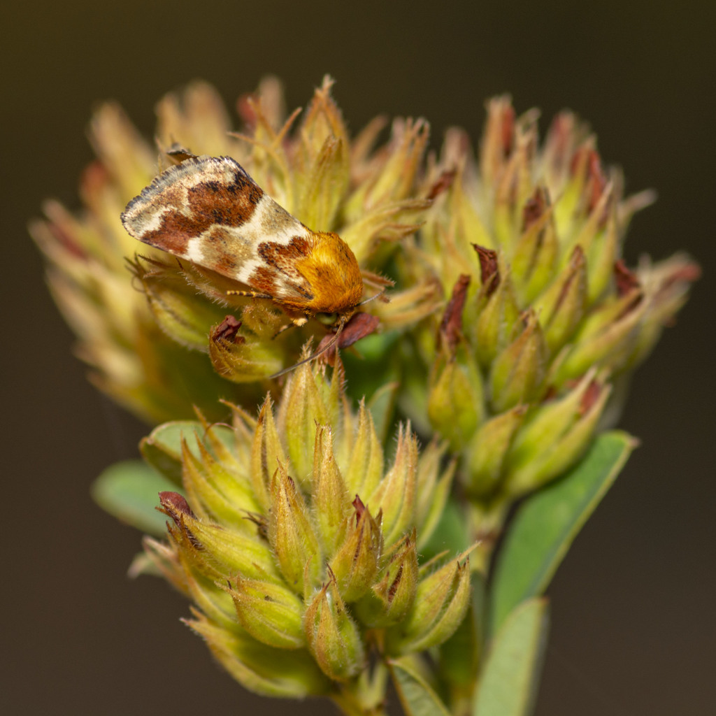 Alluring Schinia Moth in October 2020 by Lillie · iNaturalist