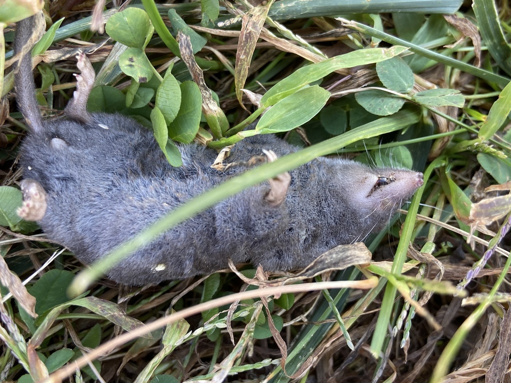 Northern Short-tailed Shrew from Longwood Gardens, Kennett Square, PA ...