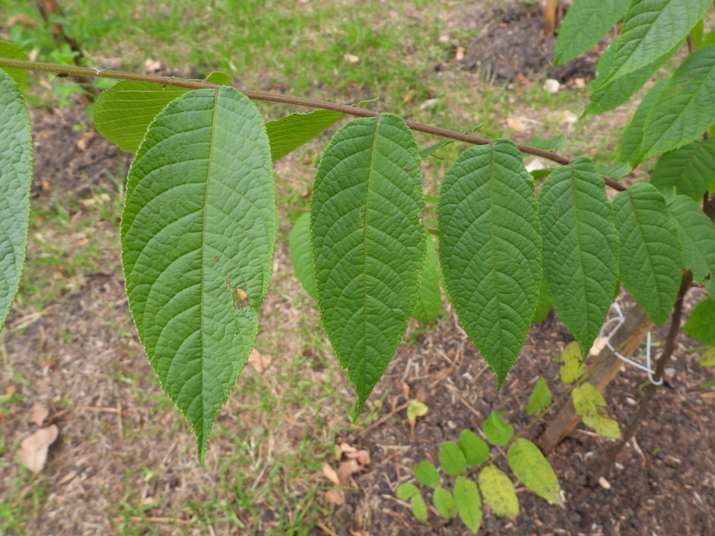 Andean Walnut in October 2020 by Jorge Emmanuel Escobar · iNaturalist
