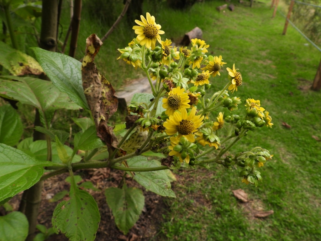 Smallanthus pyramidalis from Barrios Unidos, Bogotá, Colombia on ...