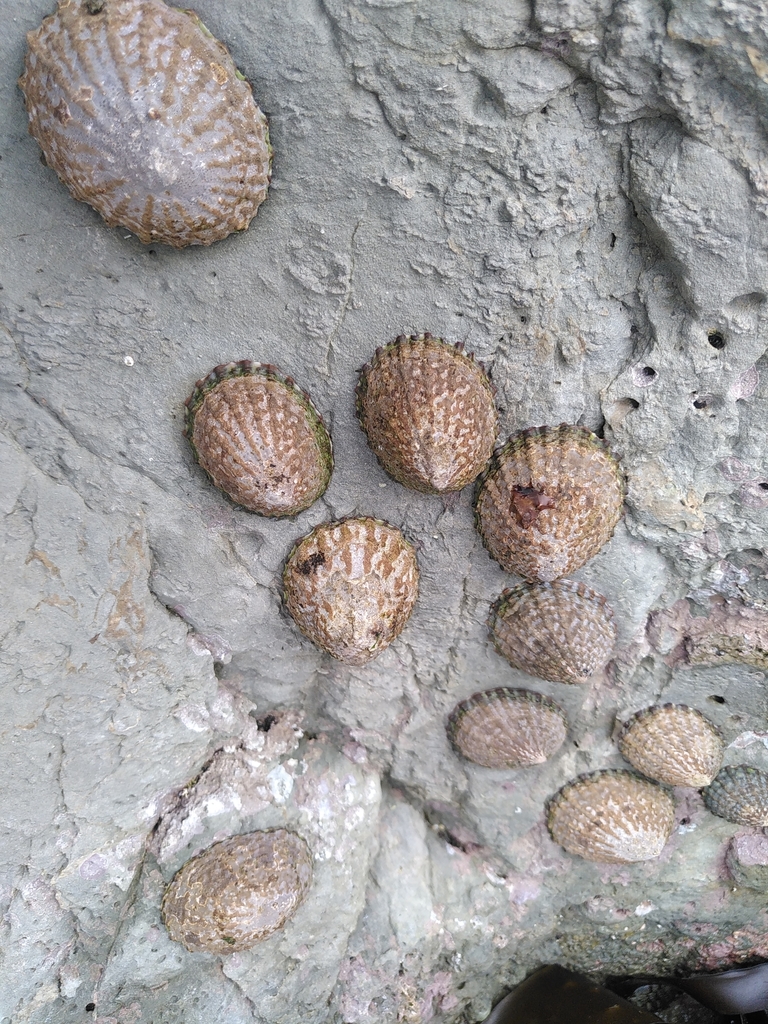 Denticulate Limpet from Kaikoura, NZ-CA, NZ on October 04, 2020 at 10: ...