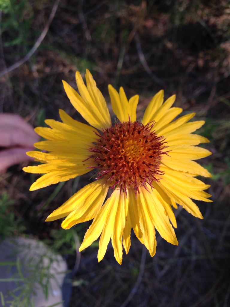 great blanketflower (Maricopa Native Seed Library) · BioDiversity4All