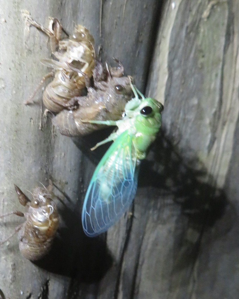 Superb Dog-day Cicada from O'Day Pkwy, Corpus Christi, TX, USA on ...