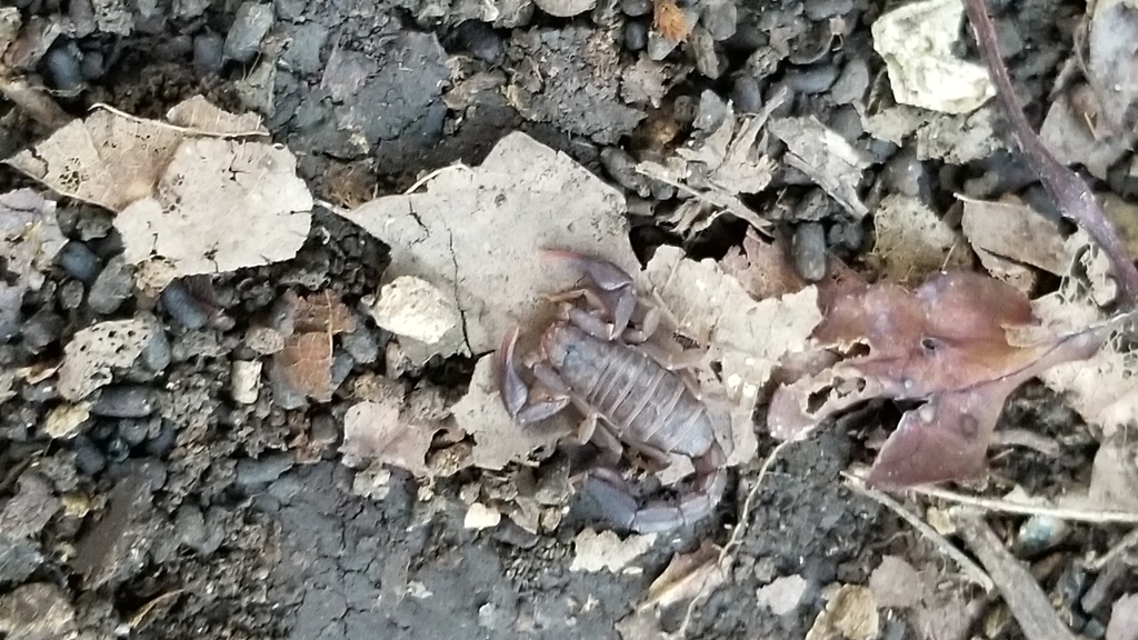 Southern Devil Scorpion from Boyle County, US-KY, US on October 03 ...