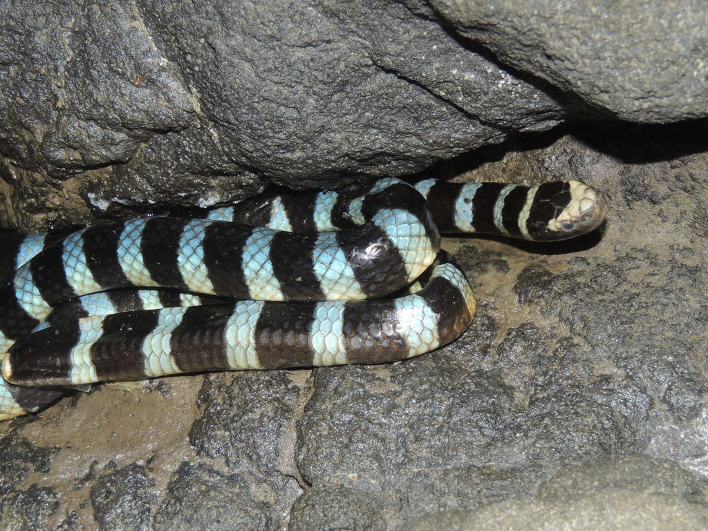 Blue-lipped Sea Krait (Laticauda laticaudata) - Snakes and Lizards