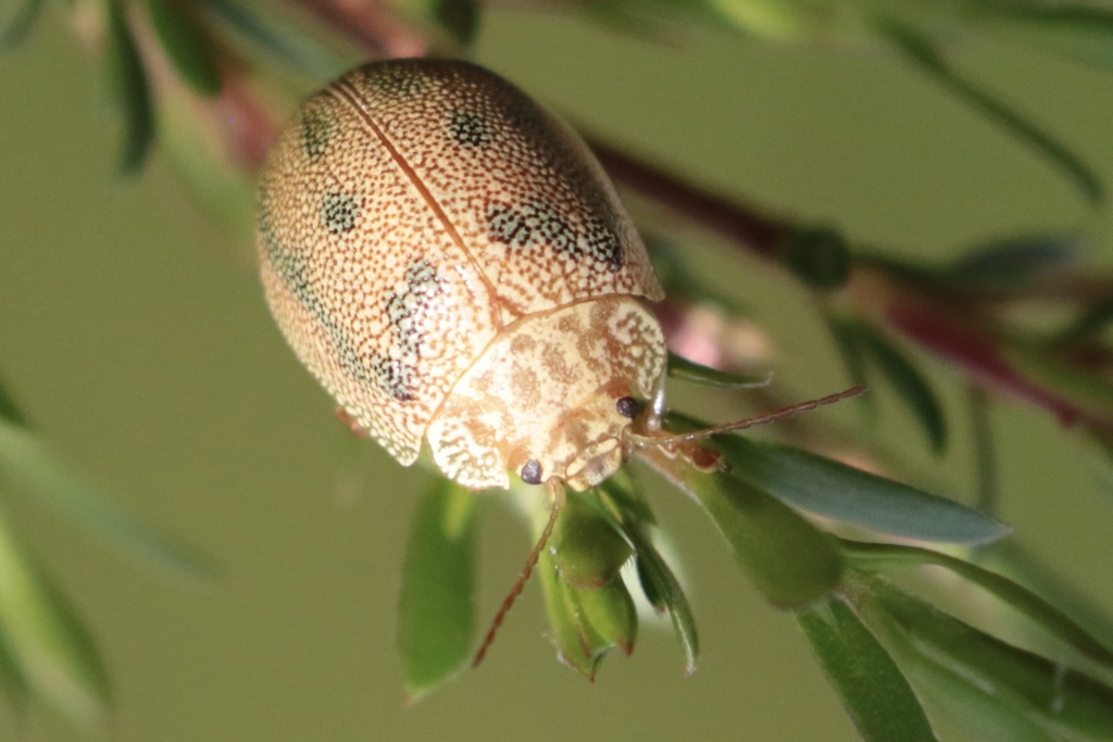 Paropsis atomaria from Jarrahmond VIC 3888, Australia on October 04 ...