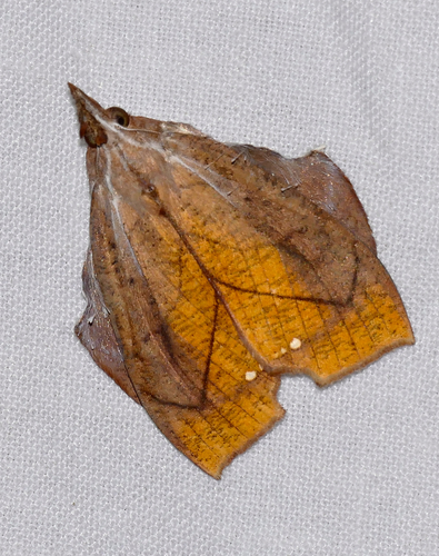 Genus Abolla · iNaturalist