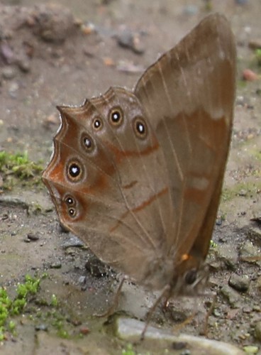 Lethe laodamia · iNaturalist