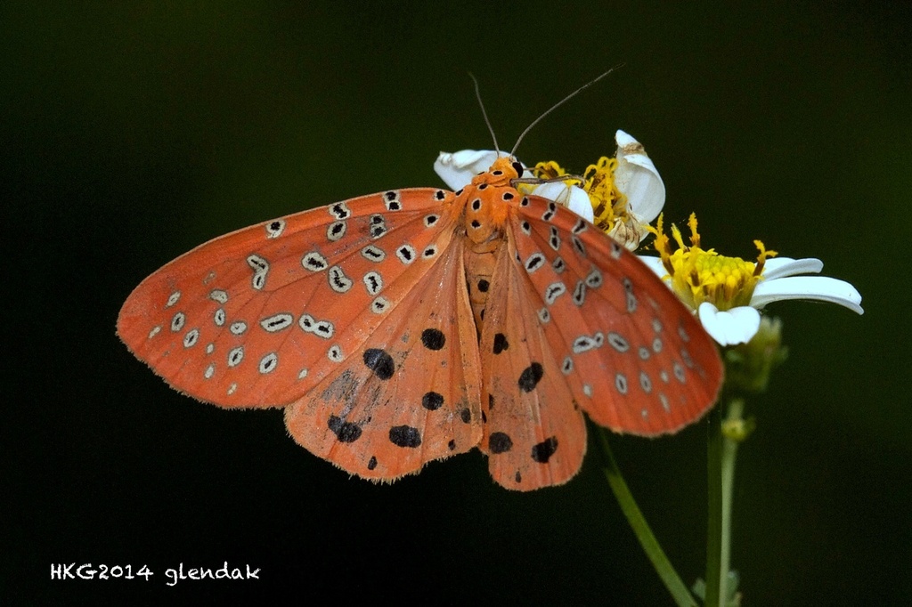 Mangina argus (Common Moths of Bangalore) · iNaturalist