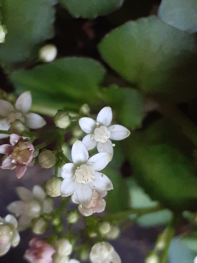 Crassula capensis promontorii from Table Mountain (Nature Reserve ...