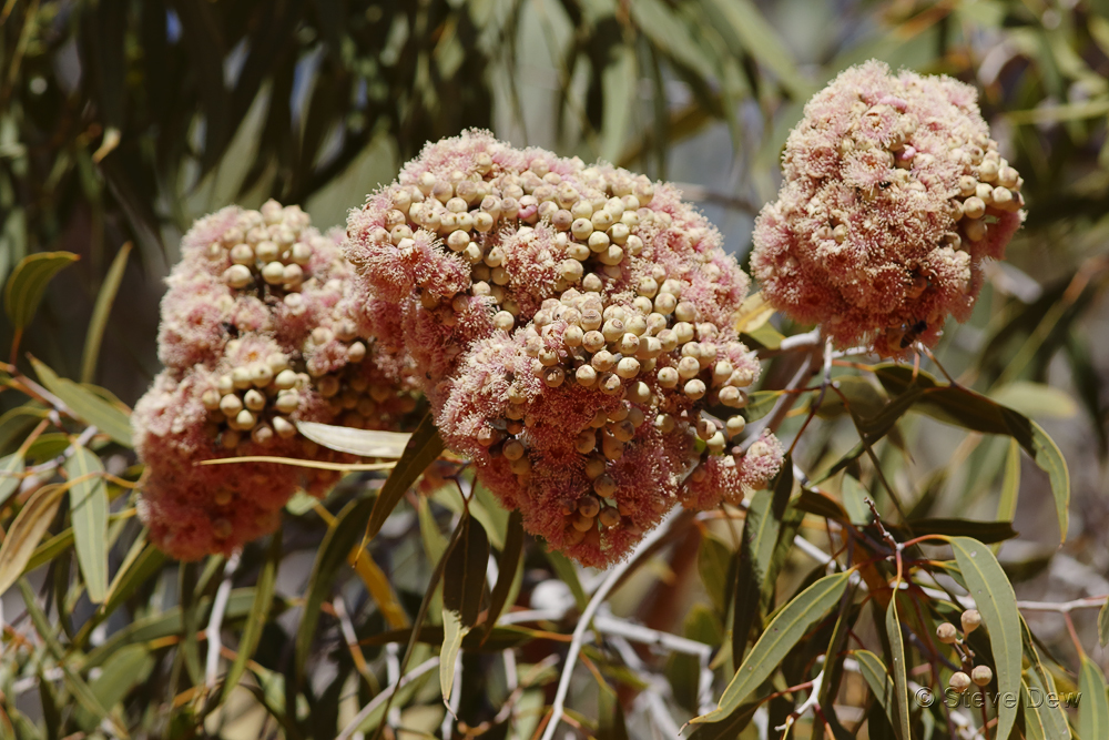 Corymbia terminalis (F.Muell.) K.D.Hill & L.A.S.Johnson