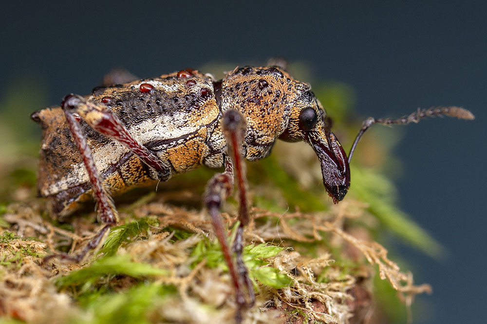 Chrysophoracis pulcher from Hartz Mountain carpark on January 15, 2020 ...