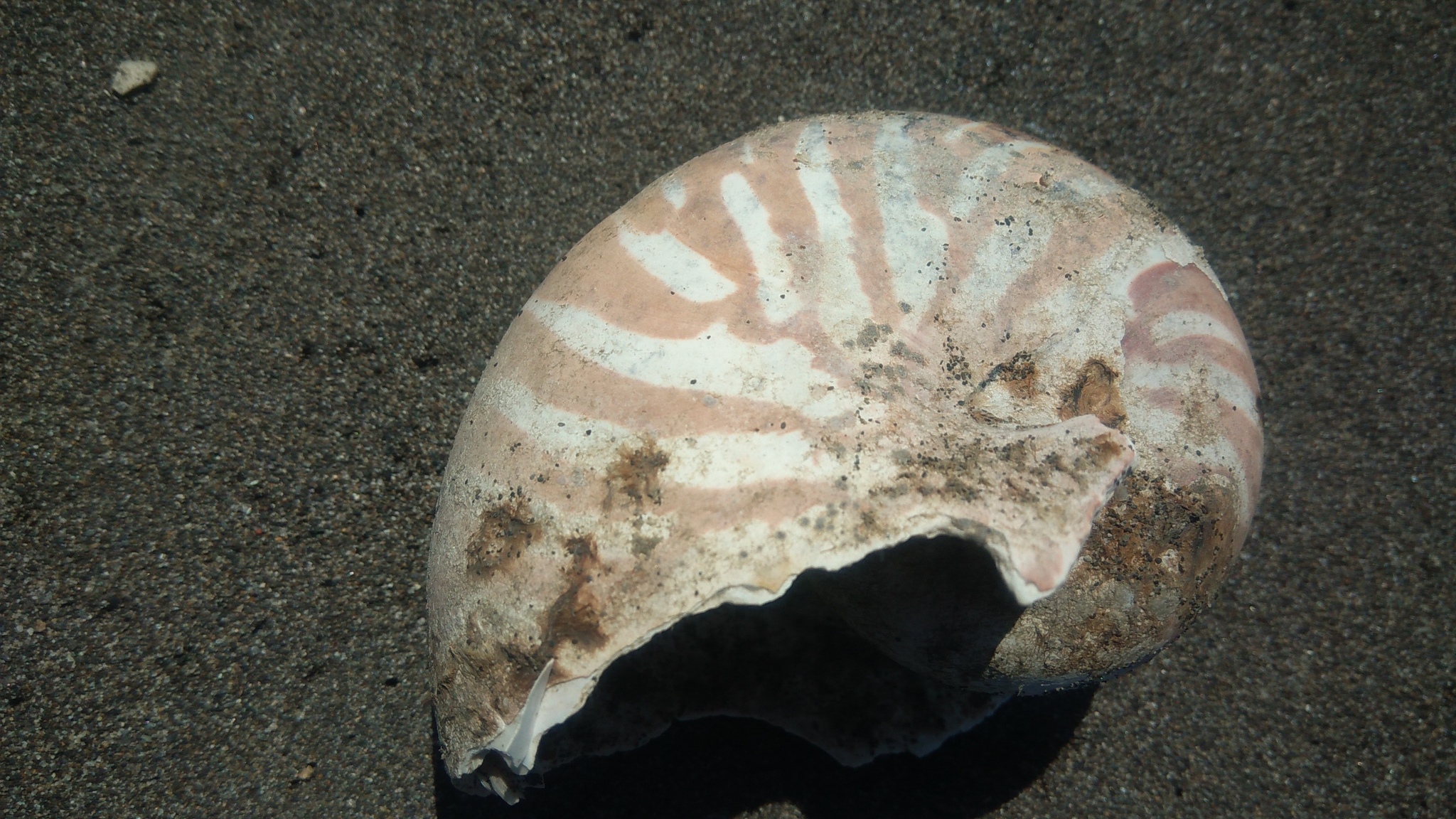 Nautilus Linnaeus, 1758