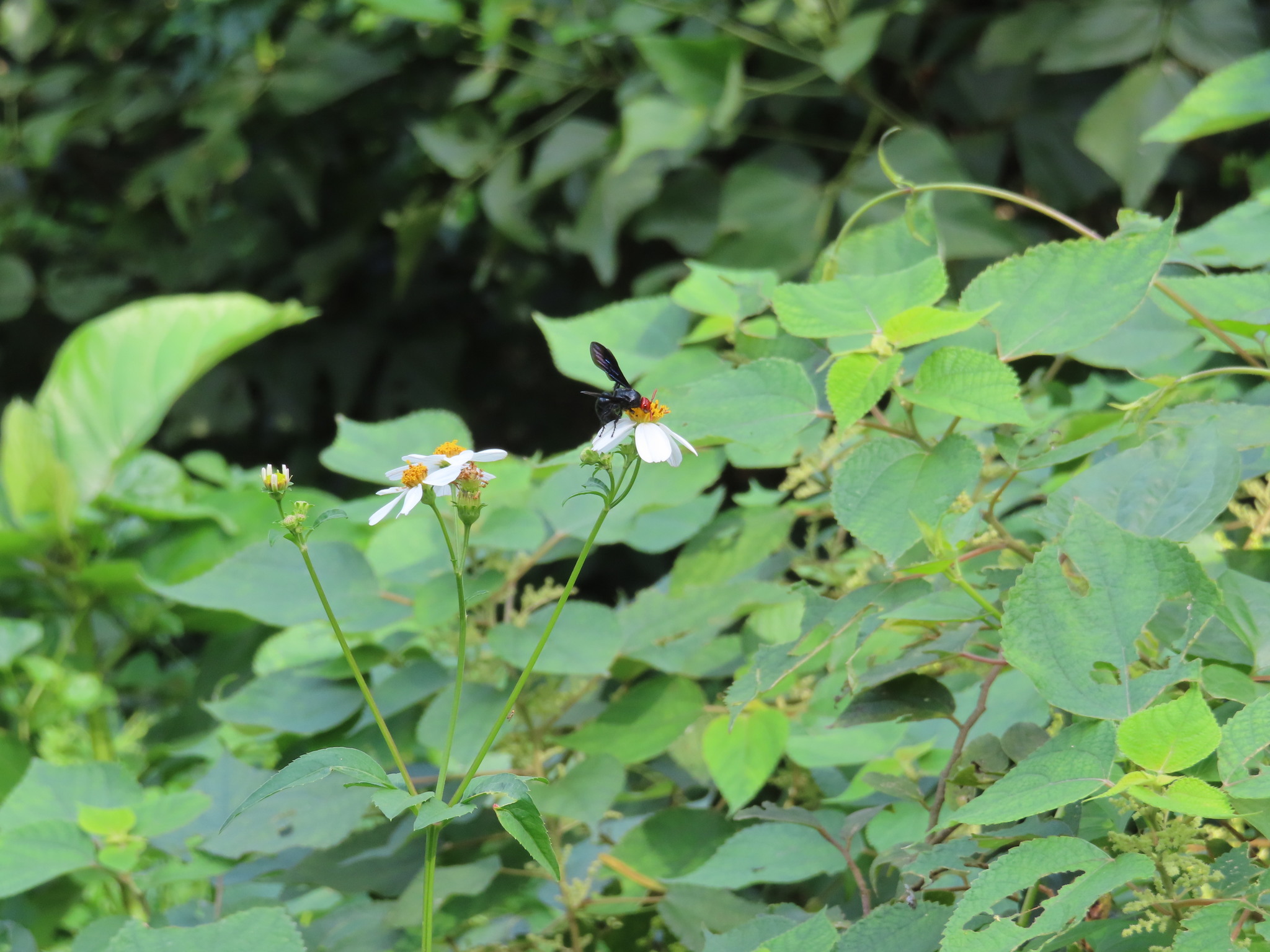 Austroscolia ruficeps (Smith, 1855)