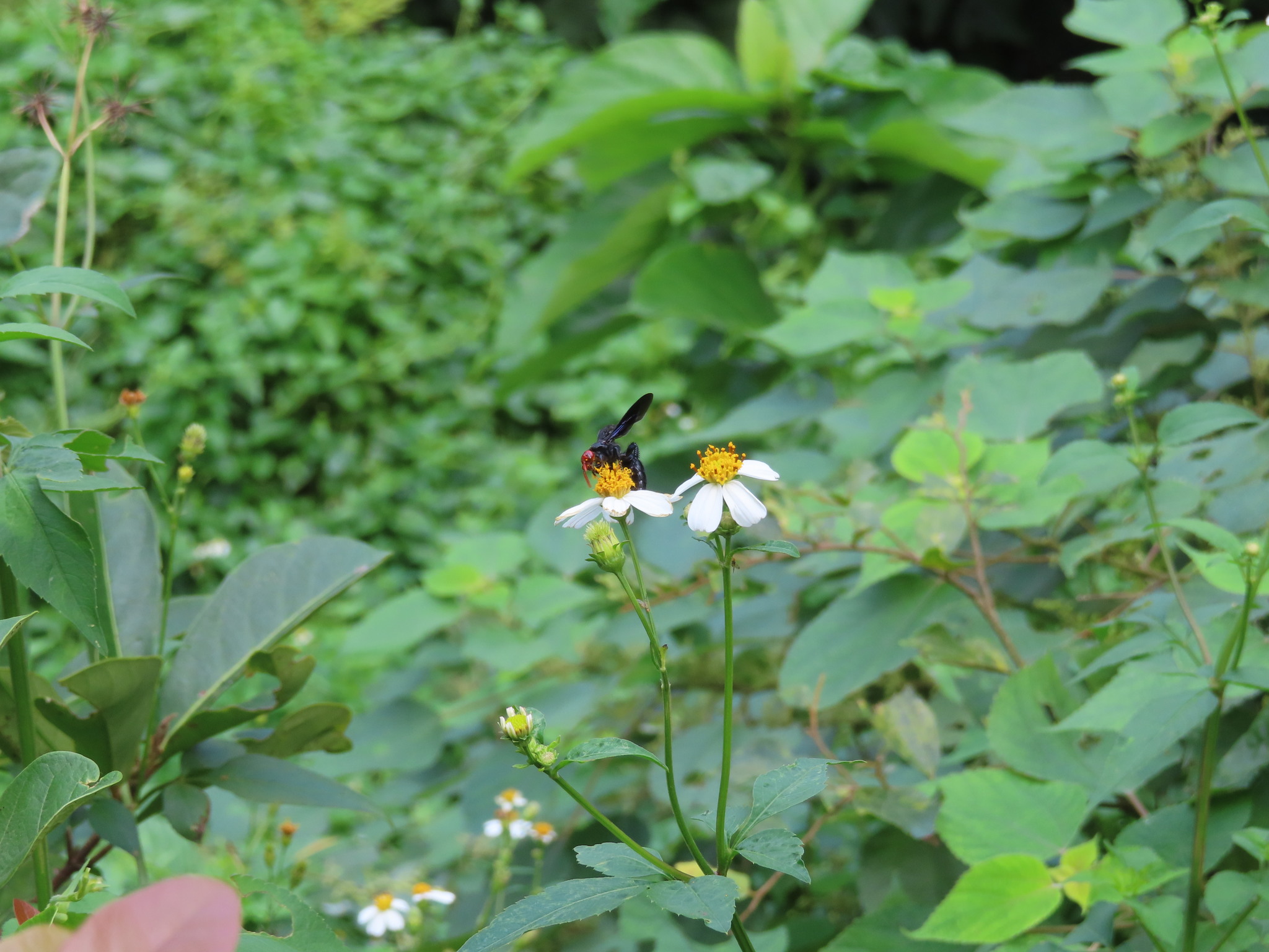 Austroscolia ruficeps (Smith, 1855)