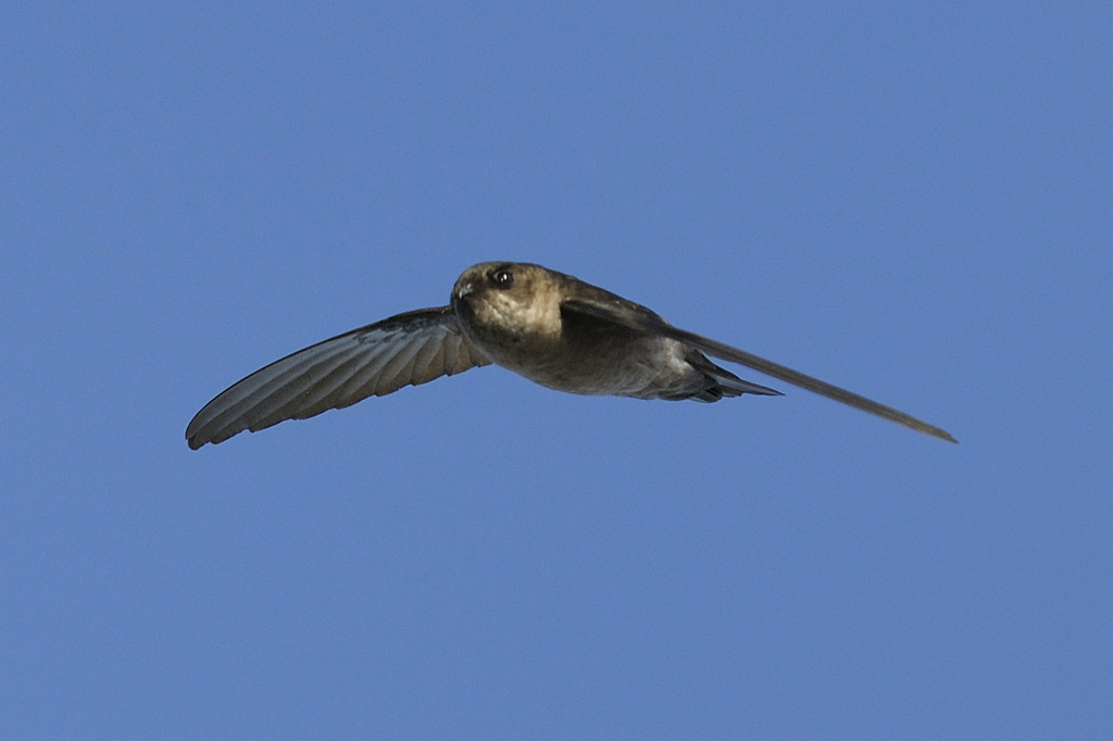 Dark Swiftlets (Aerodramus) - Avian Discovery