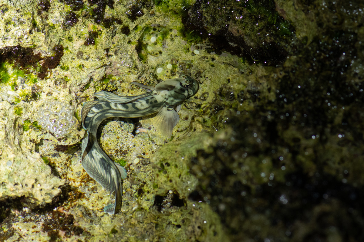 Istiblennius lineatus (Valenciennes, 1836)