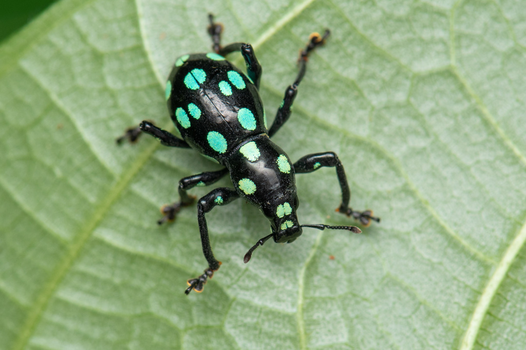 Pachyrhynchus sarcitis in September 2020 by Ben Tsai蔡維哲 · iNaturalist