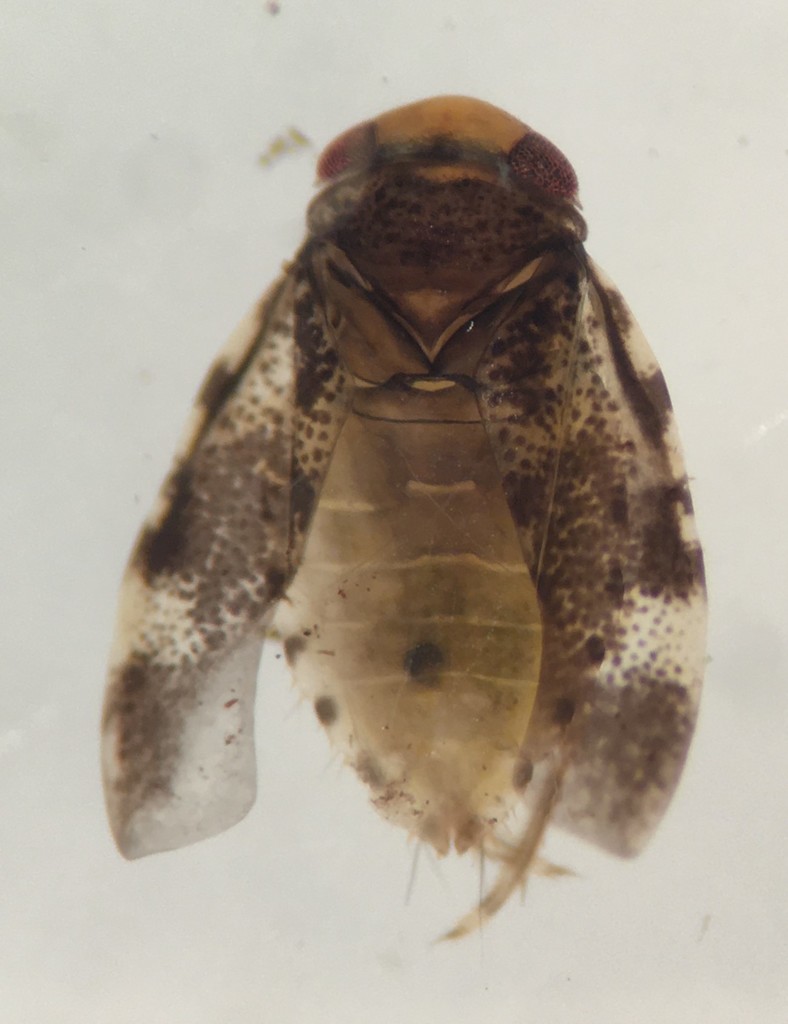 Synaptonecta issa from Highlands County, FL, USA on October 02, 2020 by ...