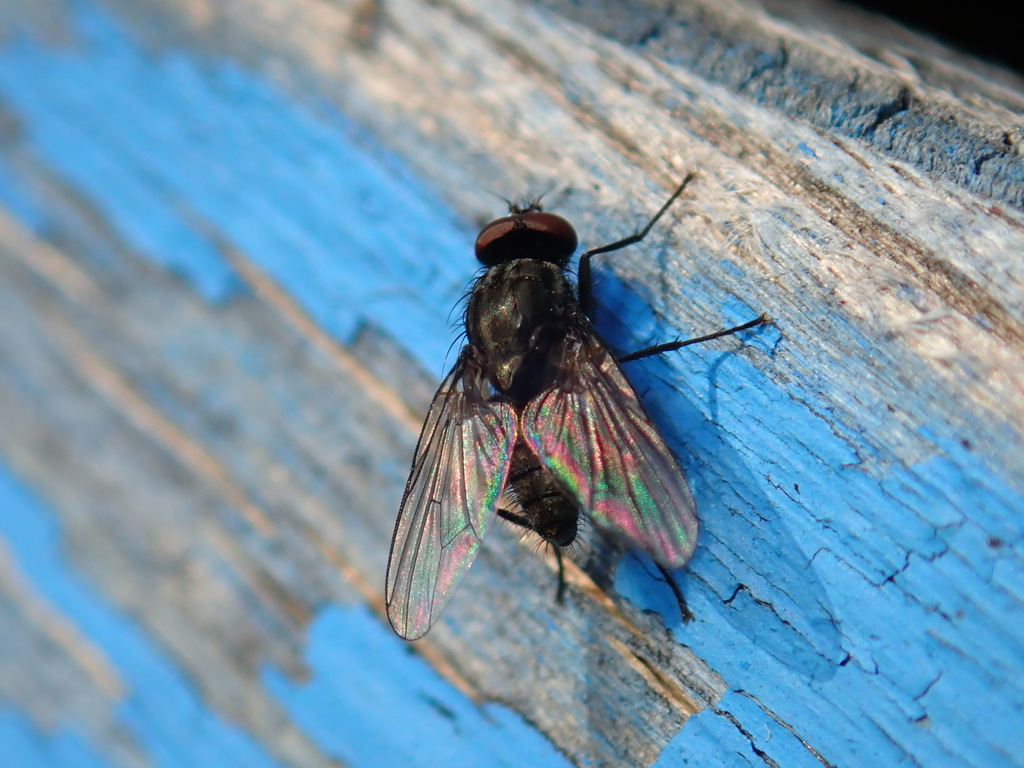 Root-maggot Flies from Красногорск, Московская обл., Россия on October ...
