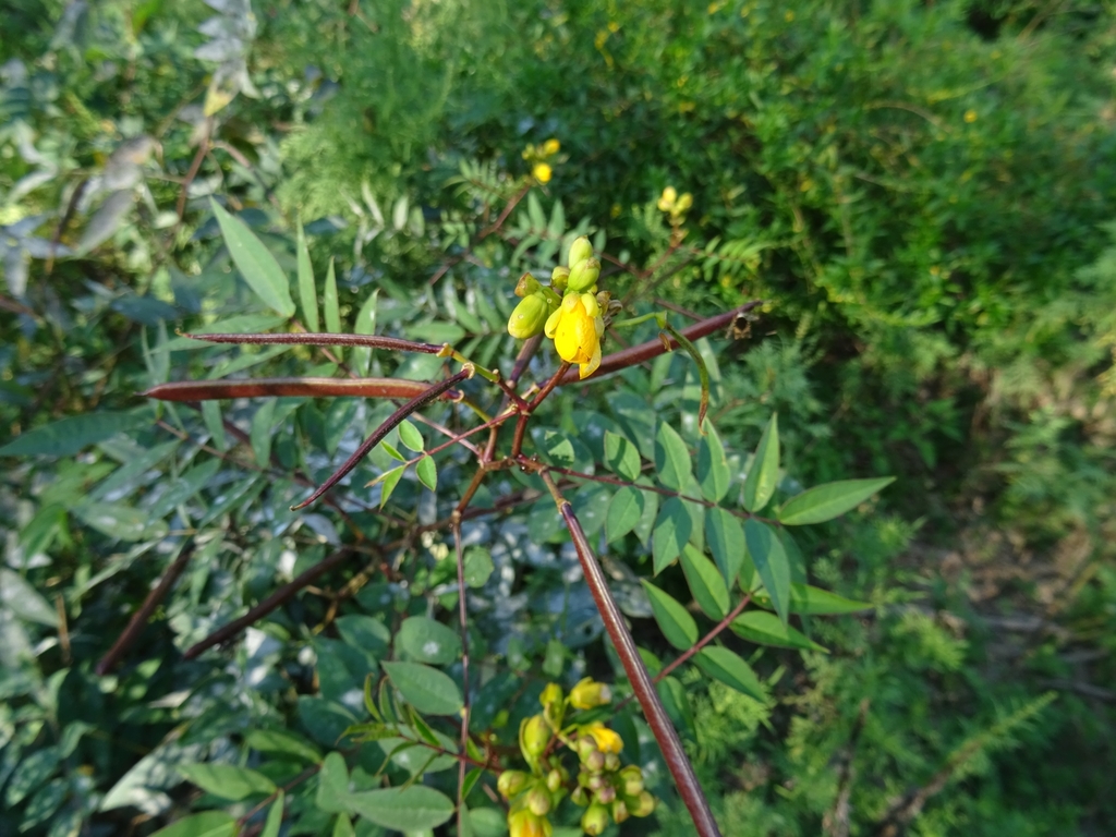 Coffee Senna from San Nicolás, Tamps., México on October 3, 2020 at 04: ...