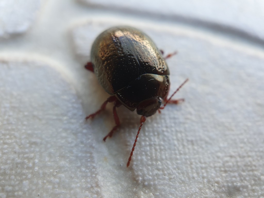 Bronze Beetle from Adémia de Cima, 3020-324 Coimbra, Portugal on ...