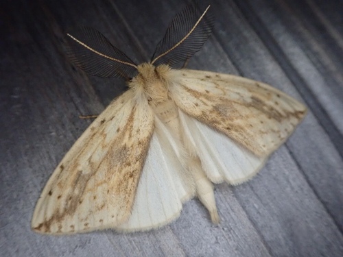 Bireta plumosa · iNaturalist