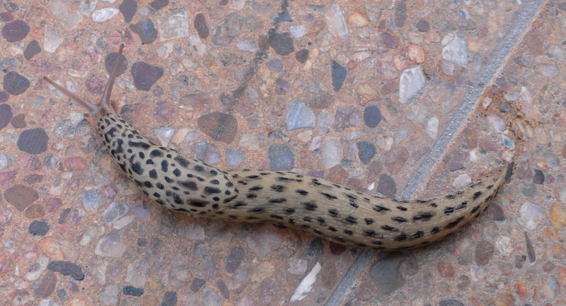 Leopard Slug from Kingsford-Smith Airport, Sydney, New South Wales ...