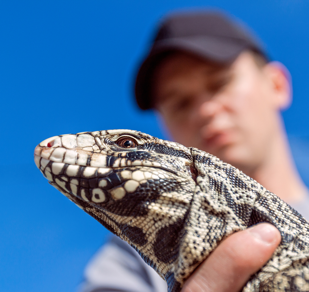 Argentine Black-and-white Tegu from Port Charlotte, FL, USA on January ...