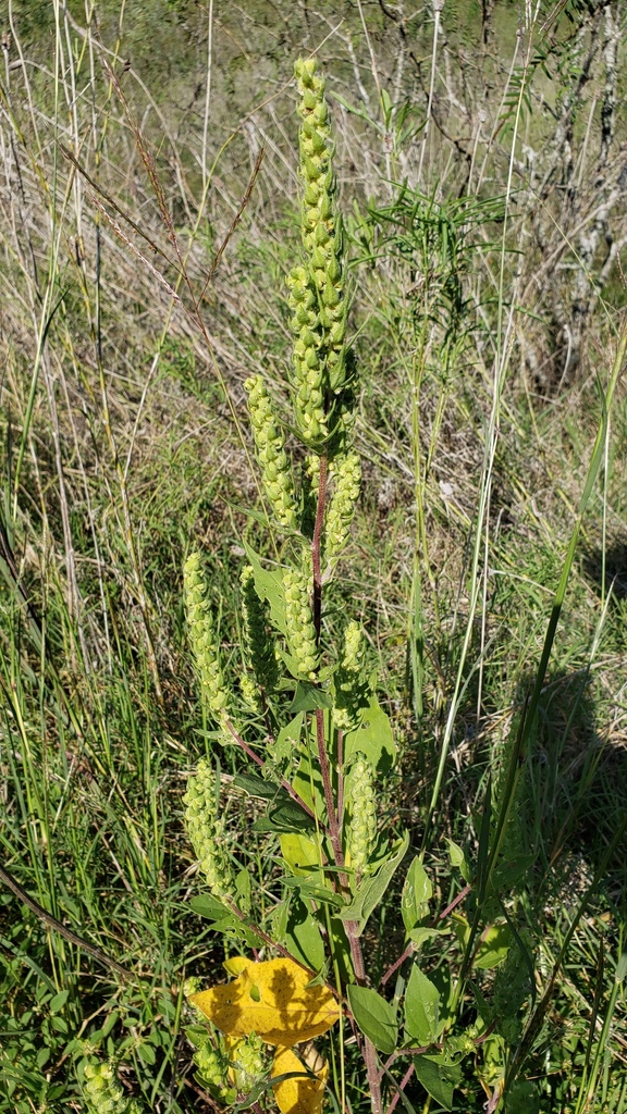 Sumpweed from Travis, Texas, United States on October 4, 2020 at 10:43 ...