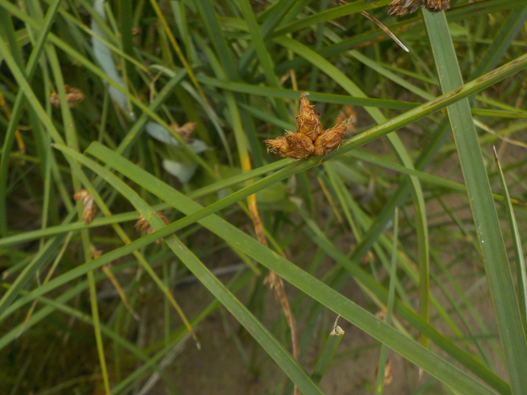 three-square bulrush from Norfolk County, ON, Canada on August 30, 2020 ...