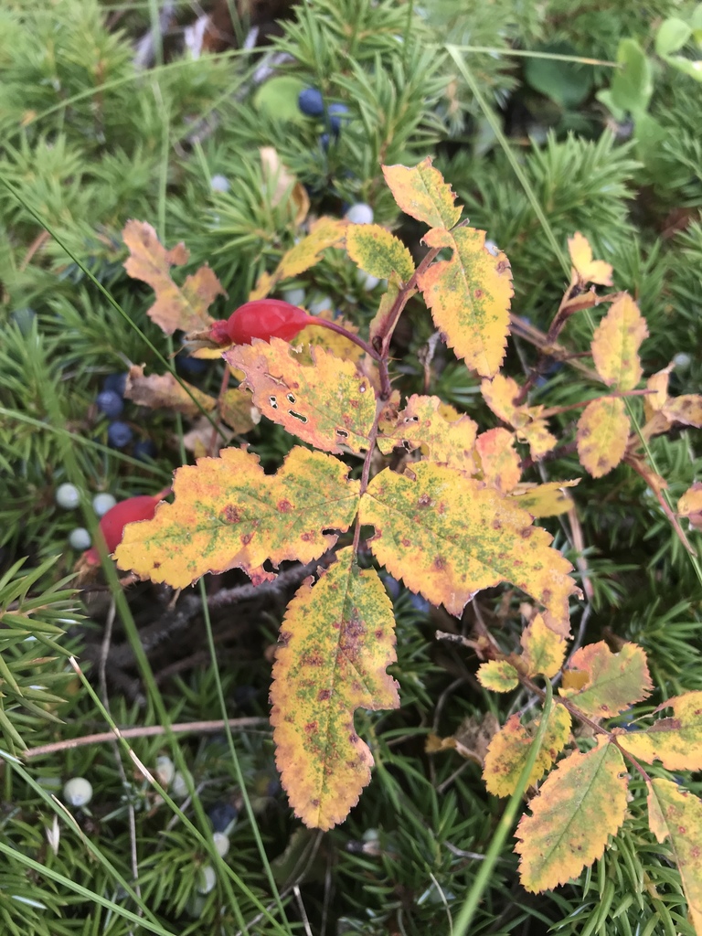 Prickly Wild Rose from Banff National Park, AB, CA on October 4, 2020 ...