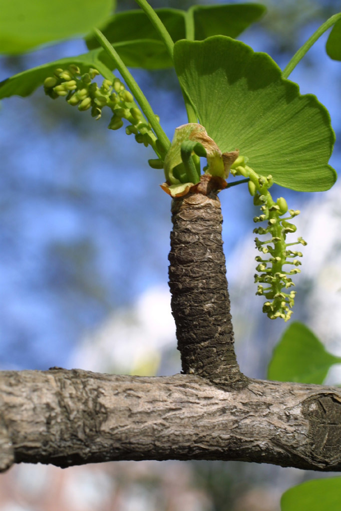 Maidenhair Tree (LA Urban Forest Program) · iNaturalist