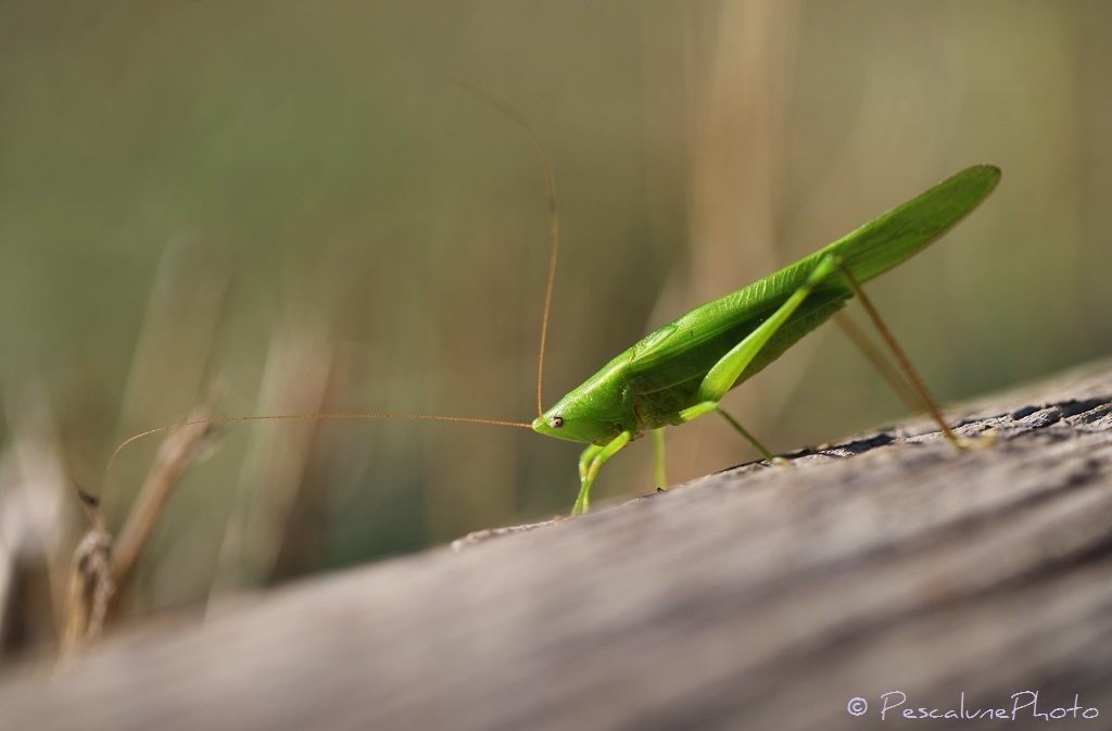 Large Conehead (Azores animals and plants) · iNaturalist