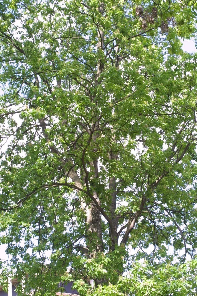 Honey Locust (LA Urban Forest Program) · iNaturalist