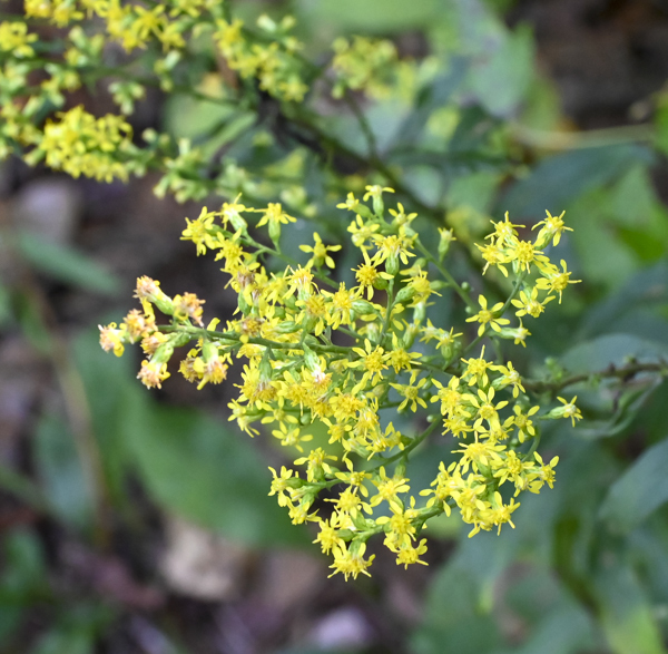 common wrinkle-leaved goldenrod from Conestee Nature Preserve, SC, USA ...