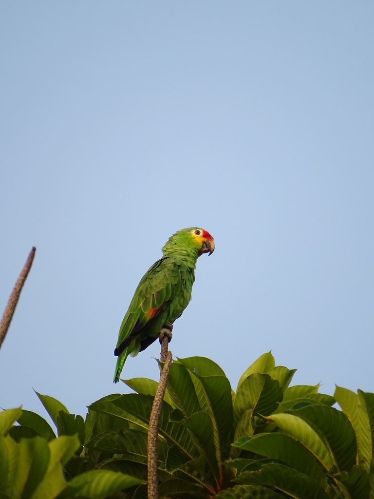 Red-lored Amazon in July 2020 by alexpacheco · iNaturalist