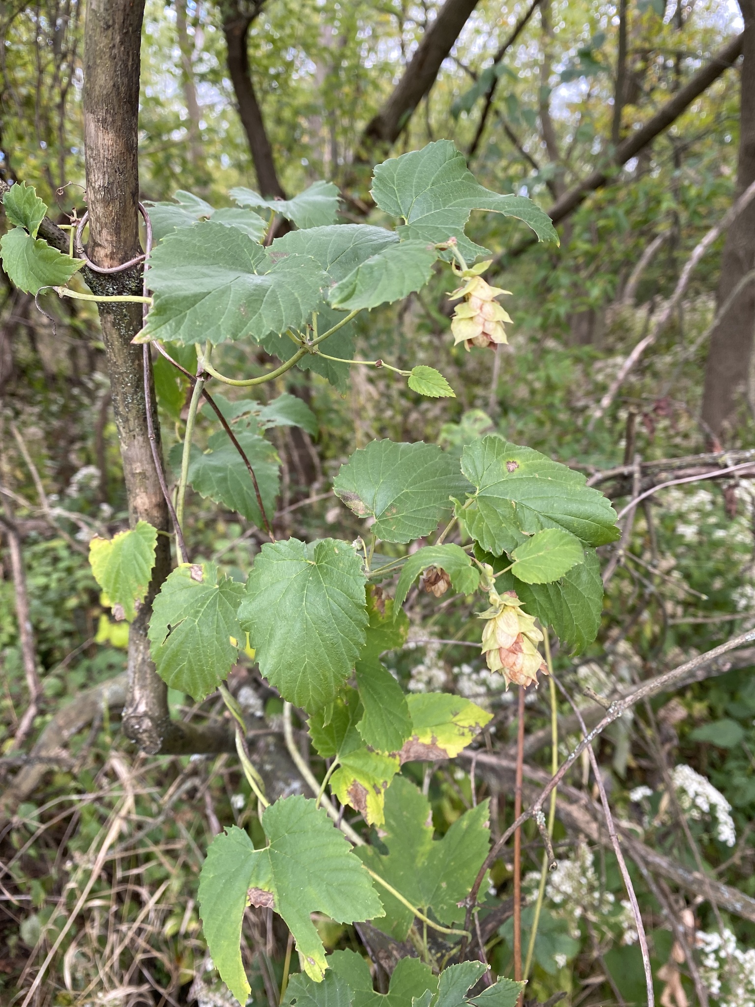Humulus lupulus var. lupulus